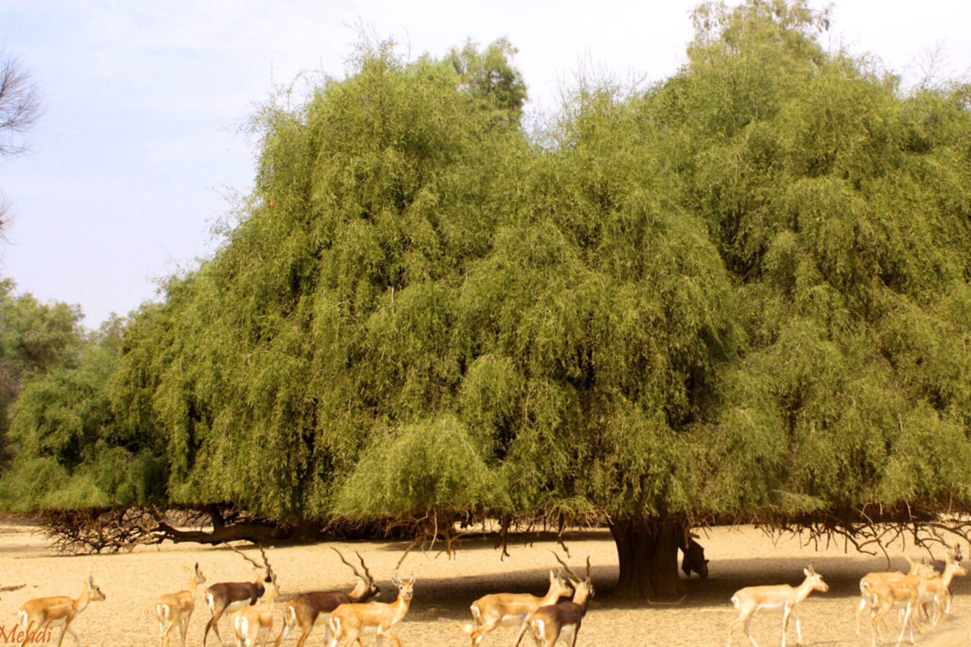 Mustard Tree Foundation At Billy Mccormick Blog
