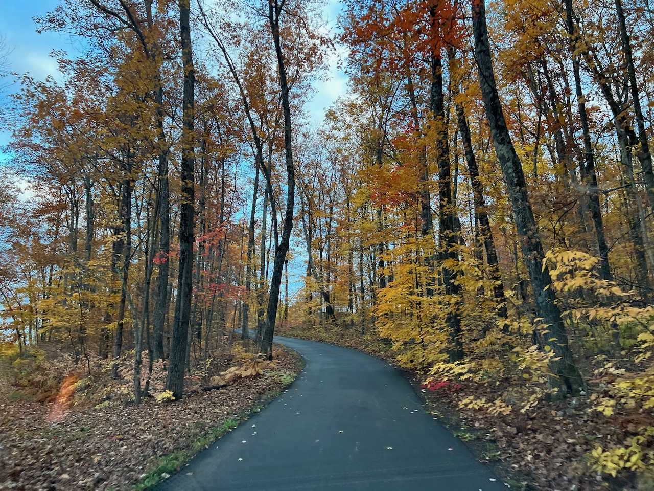 Devotional Blog - Mustard Trees