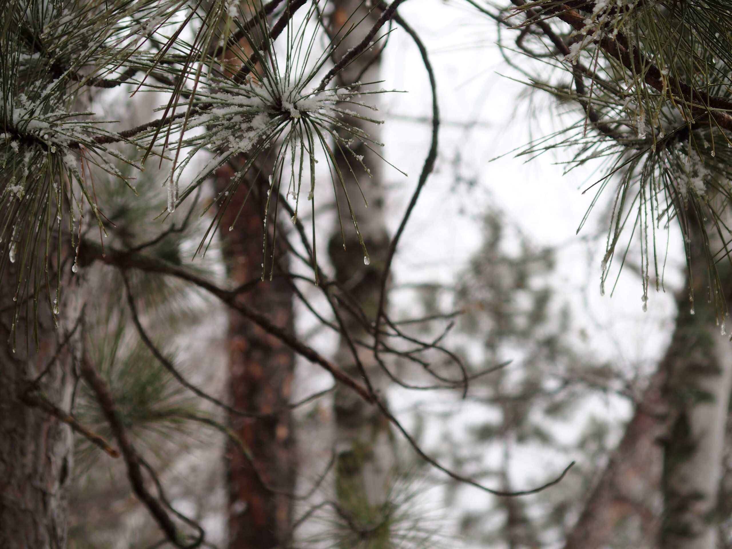 Partners in Prayer - Mustard Trees