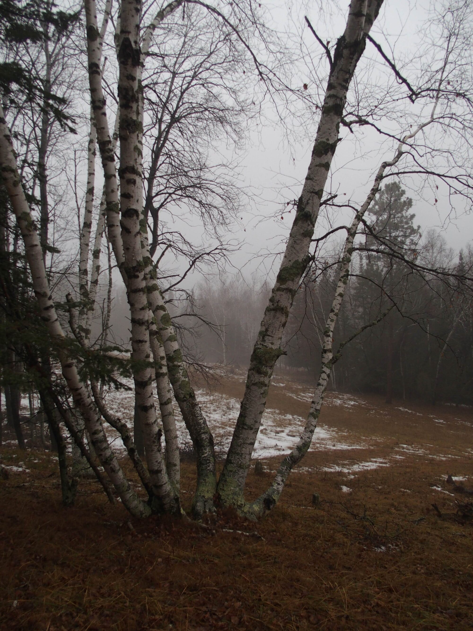 Partners in Prayer - Mustard Trees