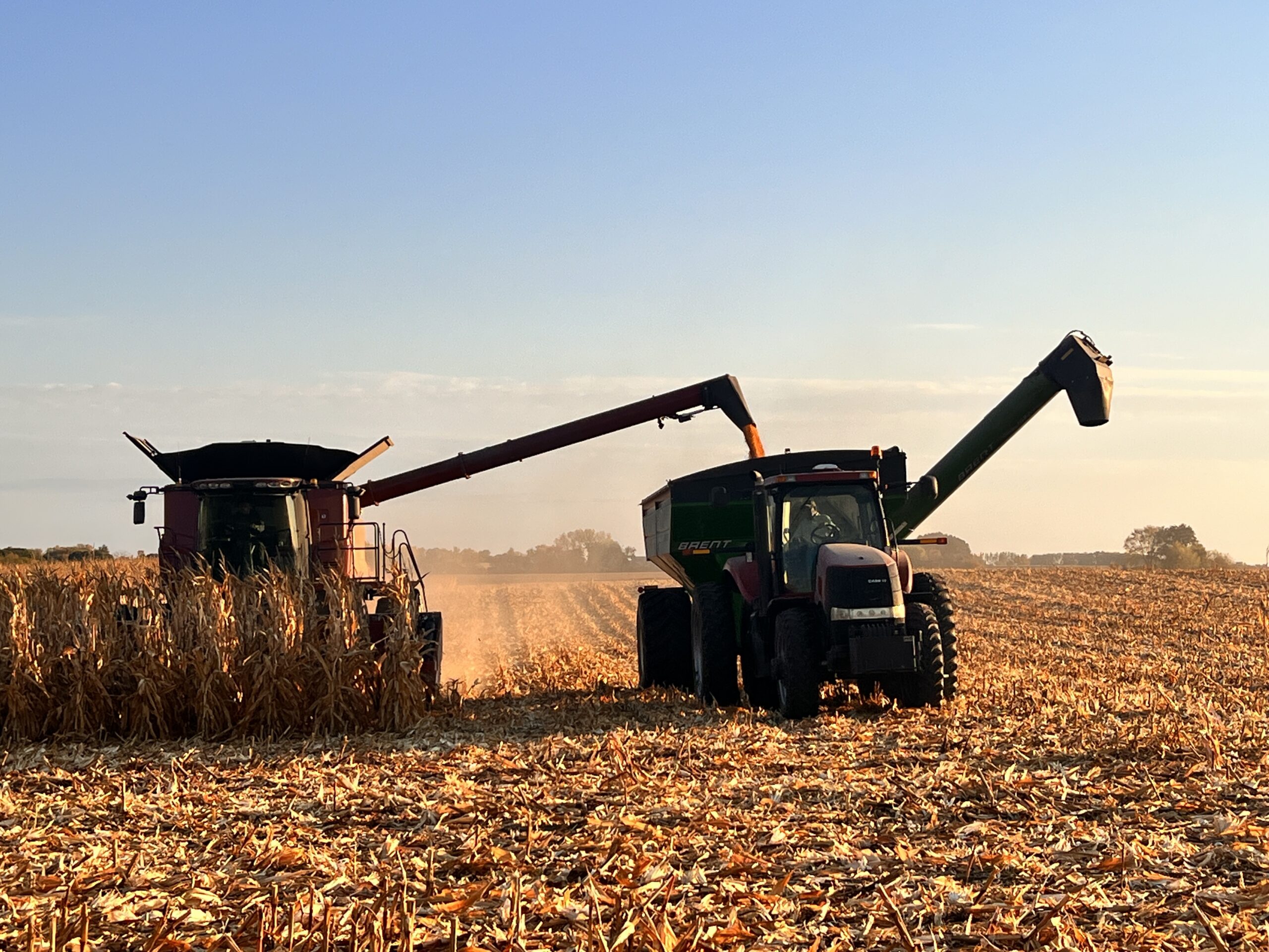 Harvest & Unity - Mustard Trees